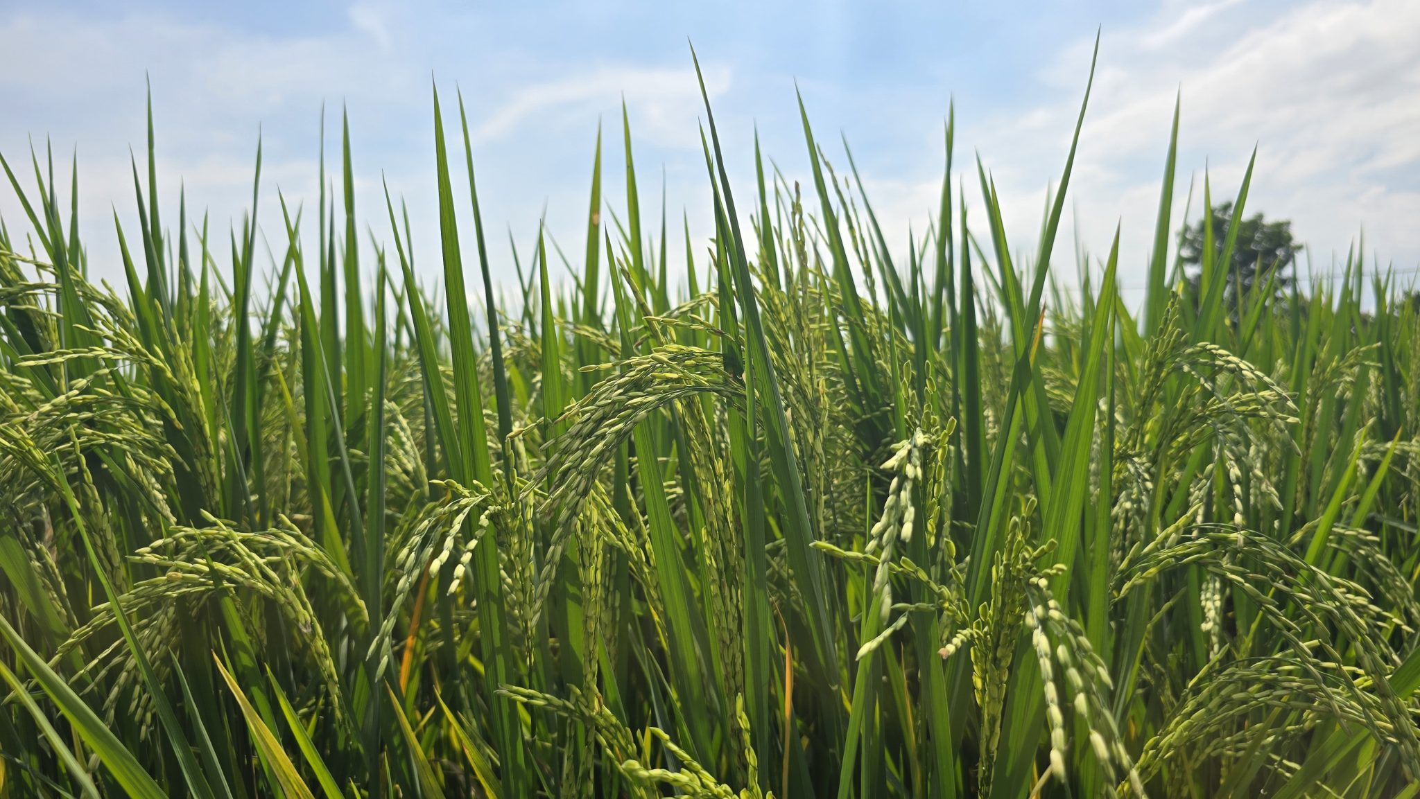 MTani Group – Integrated Farming Corporate