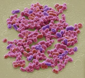Mengenal Azotobacter Bakteri Baik yang Membantu Tanaman Tumbuh Subur ...