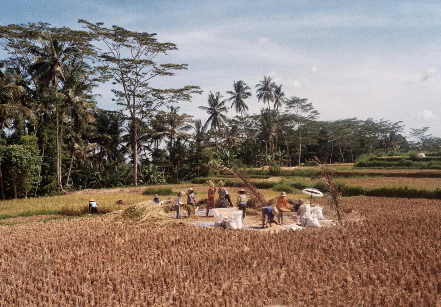 MTani Group – Integrated Farming Corporate