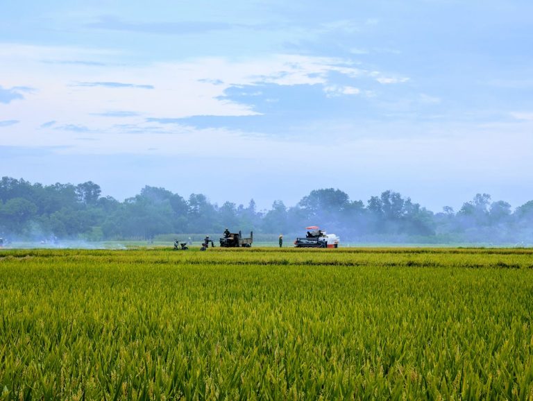 Musim Tanam Padi: Panduan Petani Menentukan Waktu Tanam – MTani Group